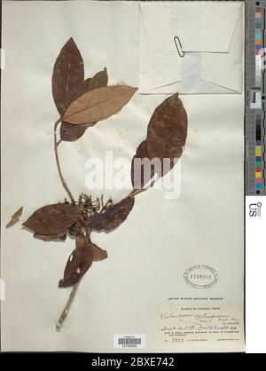 Viburnum punctatum BuchHam ex D Don Stock Photo - Alamy