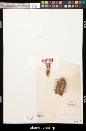 Echinocereus polyacanthus is a species of cactus native to North ...