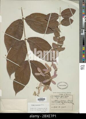 Congea tomentosa Roxb Congea tomentosa Roxb Stock Photo - Alamy