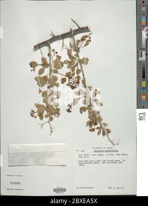 Grabowskia boerhaaviifolia Schltdl Stock Photo - Alamy