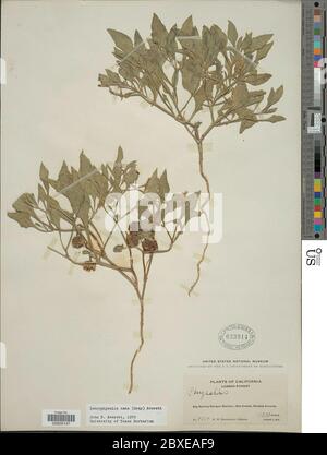 Leucophysalis nana A Gray Averett Stock Photo - Alamy