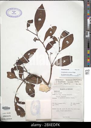 Gomphandra coriacea Wight Stock Photo - Alamy