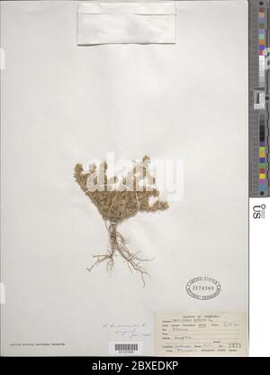 Portulaca halimoides L Portulaca halimoides L Stock Photo - Alamy