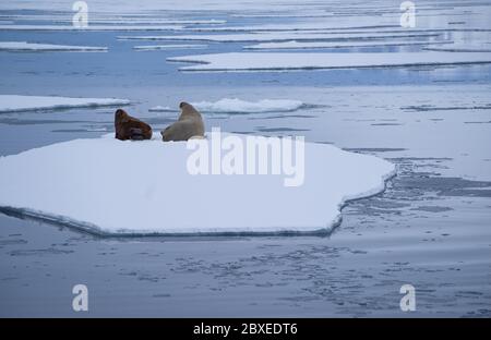 WALRUS PUP AND MOTHER Stock Photo - Alamy