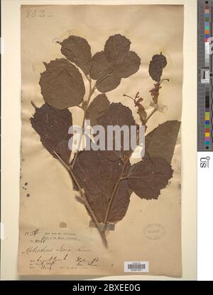 Helicteres isora (Indian screw tree, Idampiri valampiri, kayu ules ...