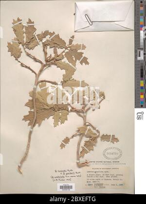 Quercus undulata Torr Quercus undulata Torr Stock Photo - Alamy