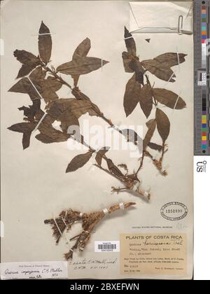 Quercus copeyensis Quercus copeyensis Stock Photo - Alamy