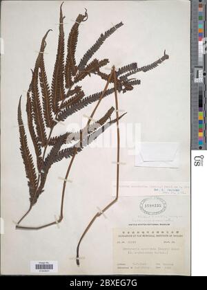 Christella acuminata Houtt H Lv Stock Photo - Alamy