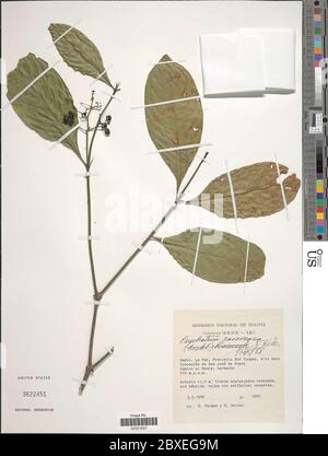 Psychotria racemosa Rich Psychotria racemosa Rich Stock Photo - Alamy