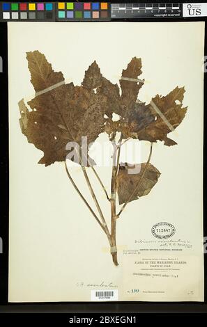 Okra (Abelmoschus esculentus), mallow family, Okra flower and tender ...
