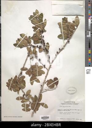 Ilex vomitoria Aiton Ilex vomitoria Aiton Stock Photo - Alamy