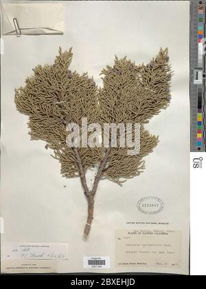 Juniperus occidentalis Hook Juniperus occidentalis Hook Stock Photo - Alamy