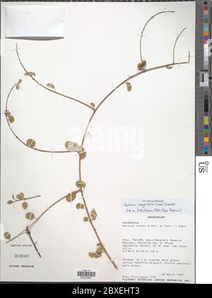 Helinus integrifolius Lam Kuntze Helinus integrifolius Lam Kuntze Stock ...