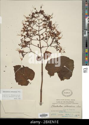 Clerodendrum intermedium Cham Stock Photo - Alamy