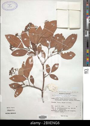 Walsura trifoliolata Walsura trifoliolata Stock Photo - Alamy