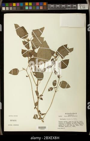 Acalypha setosa A Rich Acalypha setosa A Rich Stock Photo - Alamy