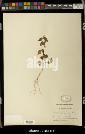 Acalypha setosa A Rich Acalypha setosa A Rich Stock Photo - Alamy