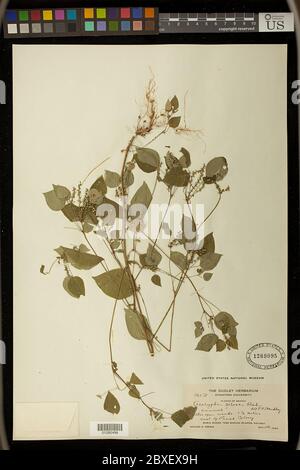 Acalypha setosa A Rich Acalypha setosa A Rich Stock Photo - Alamy