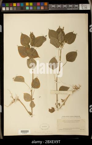Acalypha setosa A Rich Acalypha setosa A Rich Stock Photo - Alamy