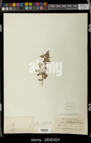 Acalypha plant. Acalypha is a genus of flowering plants in the family ...