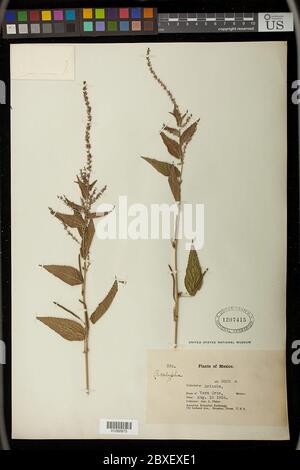 Acalypha plant. Acalypha is a genus of flowering plants in the family ...