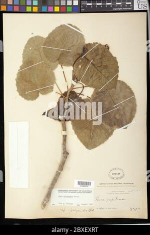 Hura polyandra Hura polyandra Stock Photo - Alamy