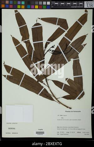 Sapium sp Sapium sp Stock Photo - Alamy