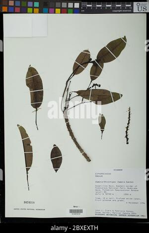 Sapium sp Sapium sp Stock Photo - Alamy