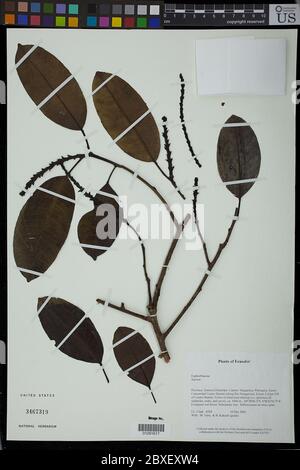 Sapium sp Sapium sp Stock Photo - Alamy