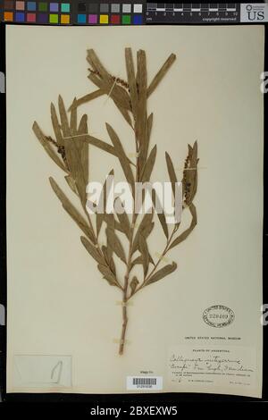 Sapium sp Sapium sp Stock Photo - Alamy