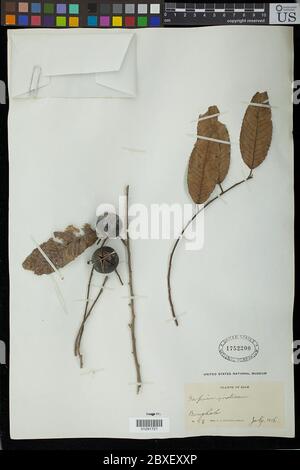 Sapium indicum Willd Sapium indicum Willd Stock Photo - Alamy