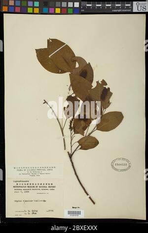 Sapium discolor Champ ex Benth Mll Arg Sapium discolor Champ ex Benth ...