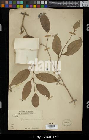 Sapium indicum Willd Sapium indicum Willd Stock Photo - Alamy