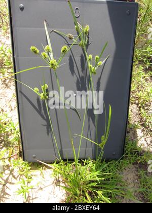Cyperus retrorsus Chapm Cyperus retrorsus Chapm Stock Photo - Alamy