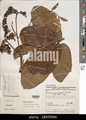 Ormosia macrophylla Ormosia macrophylla Stock Photo - Alamy