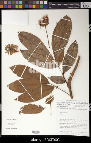 Inga nobilis subsp quaternata Poepp Endl TD Penn Stock Photo - Alamy