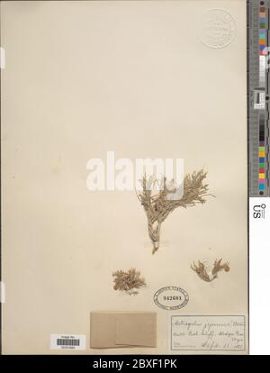 Astragalus jejunus S Watson in C King Astragalus jejunus S Watson in C ...