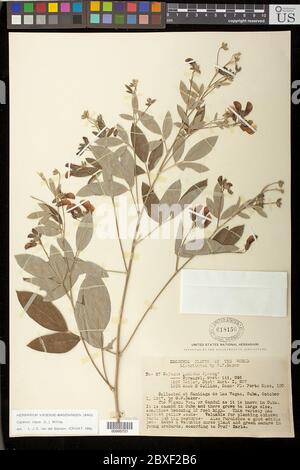 Cajanus cajan L Huth Cajanus cajan L Huth Stock Photo - Alamy