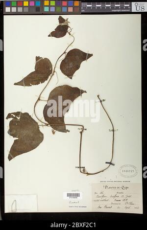 Passiflora rubra L Passiflora rubra L Stock Photo - Alamy