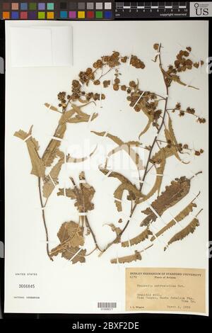 Franseria ambrosioides Cav Stock Photo - Alamy