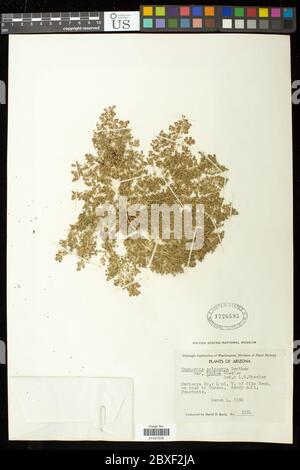 Euphorbia polycarpa Euphorbia polycarpa Stock Photo - Alamy