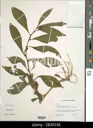 Struchium sparganophorum L Kuntze Stock Photo - Alamy