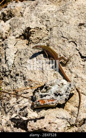 Wall lizard on an old wall. Podarcis muralis Stock Photo - Alamy