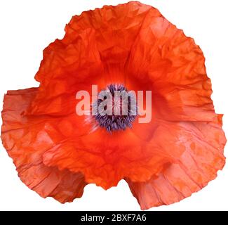 A poppy Papaver rhoeas with orange petals, a dark purple center, and a ...