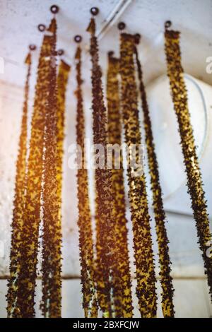 Hundreds of Dead flies on the flypaper Stock Photo - Alamy