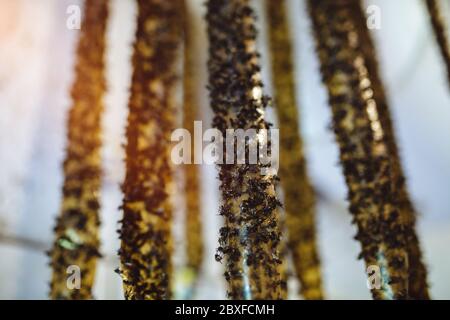 Hundreds of Dead flies on the flypaper Stock Photo - Alamy