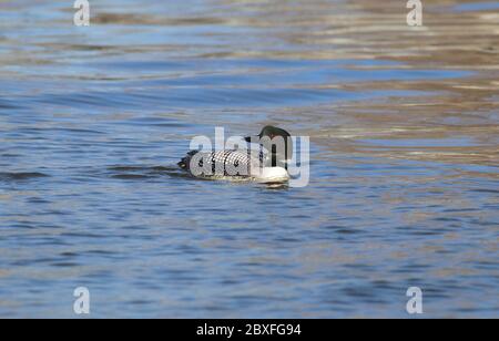 Common Loon April 28th, 2018 Wall Lake, South Dakota Stock Photo - Alamy