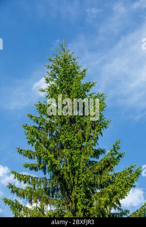 Solitary spruce tree (Picea) against a blue sky Stock Photo - Alamy