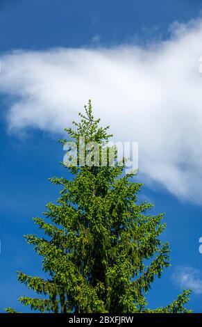 Solitary spruce tree (Picea) against a blue sky Stock Photo - Alamy