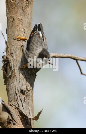Varied sittella (Daphoenositta chrysoptera) a small forest bird of ...